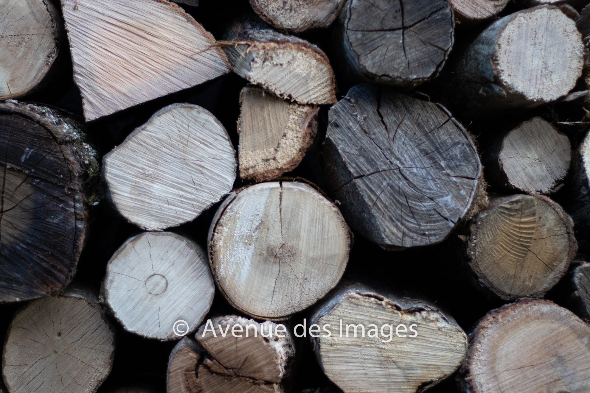 Stacked logs make an interesting shot - Avenue Des Images