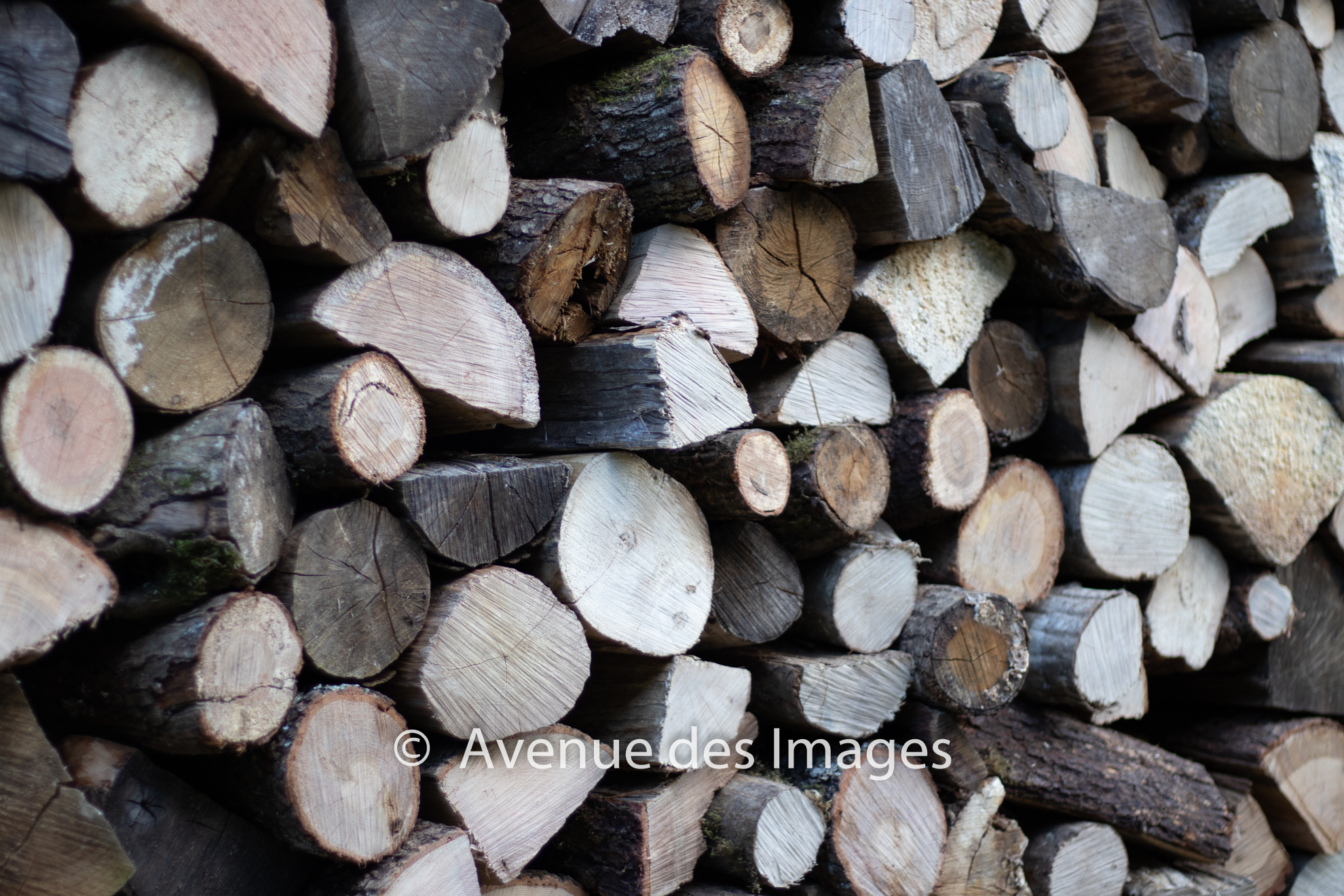 Stacked logs make an interesting shot - Avenue Des Images