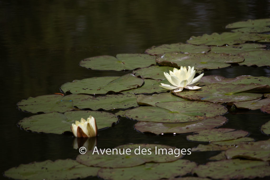 Using a zoom lens - Avenue Des Images Three examples