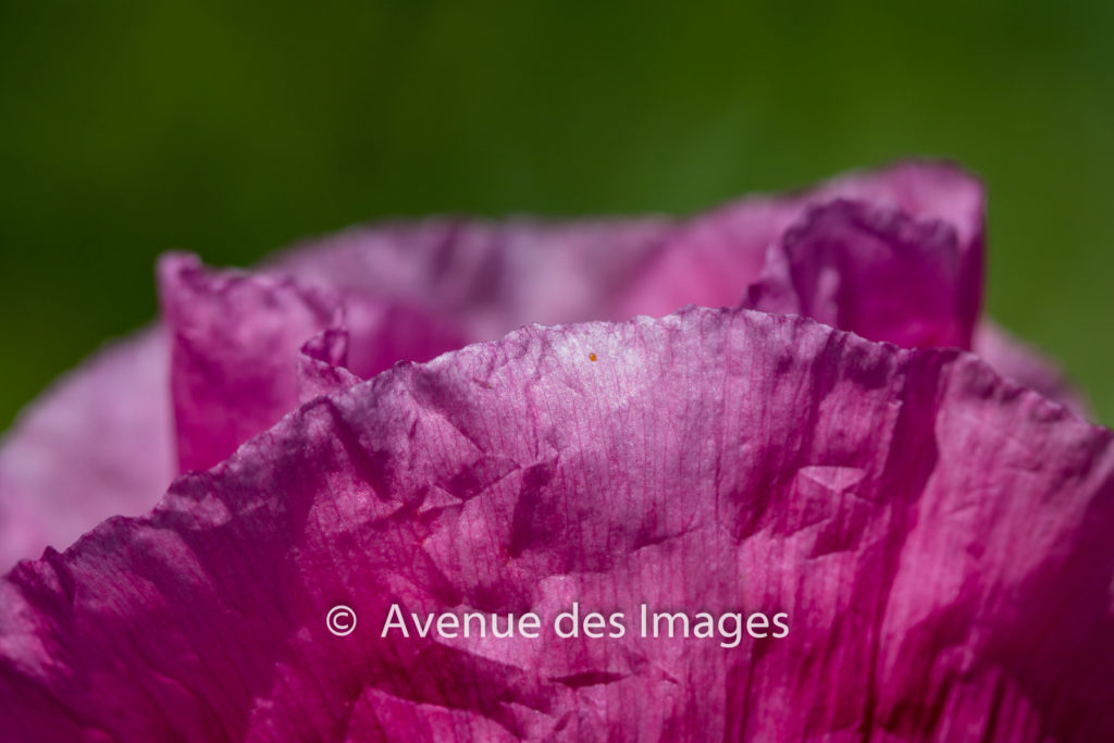 3 stages in the life of a poppy - Avenue Des Images